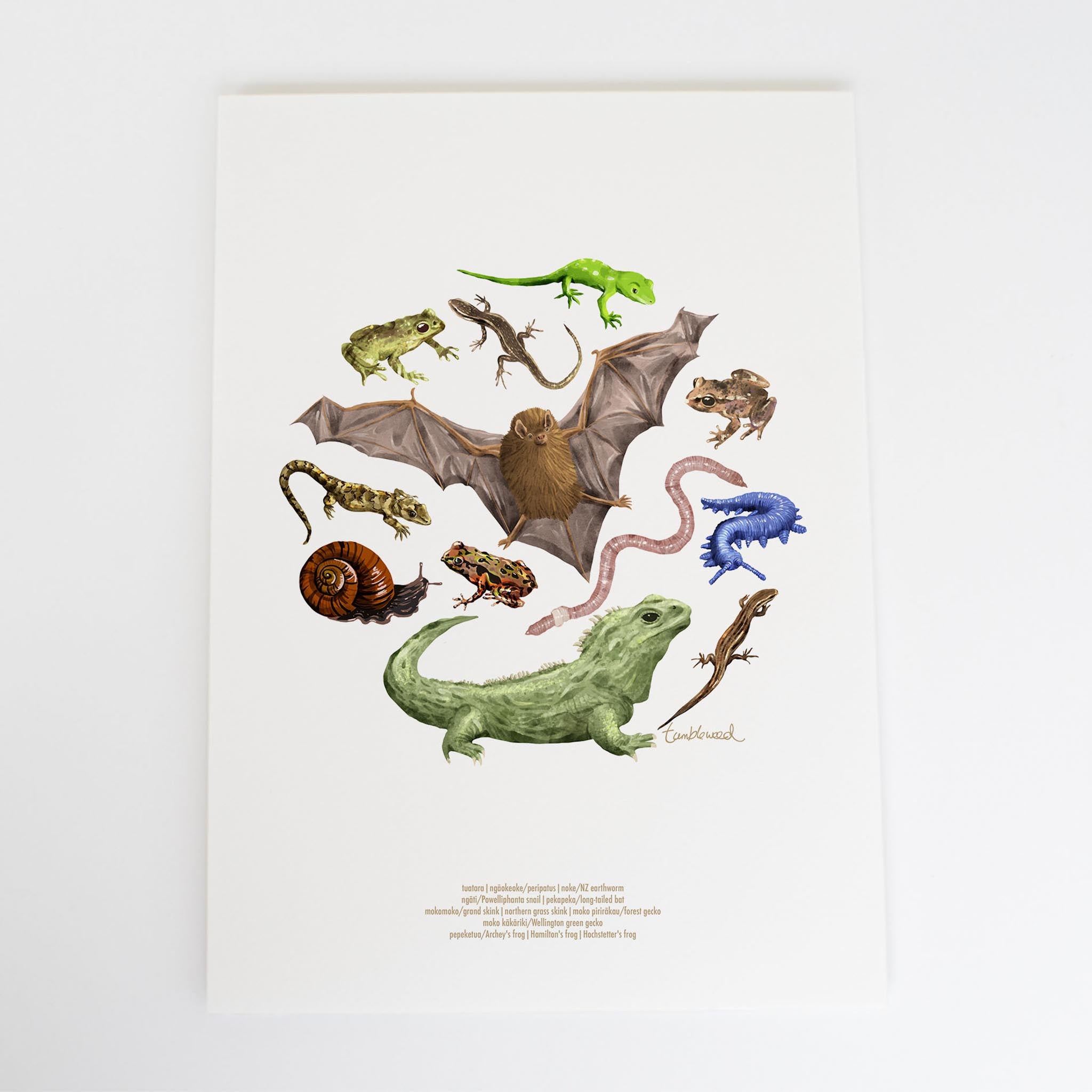 Fauna Colour Art Print | Tumbleweed Tees